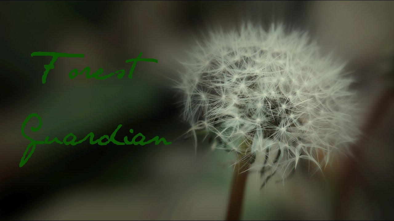 Forest Guardian | 2015 Series Teaser (Series Title Coming Soon) | - YouTube
