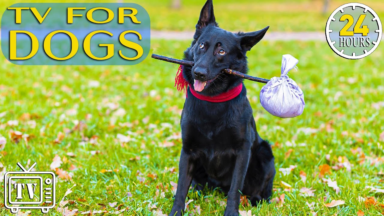 24 Hours of Best Dog Music! TV for Dogs & Fast-Boredom Busting Videos ...