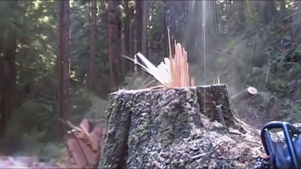 trees felling creaking as they fall 10th sept 2018 - YouTube