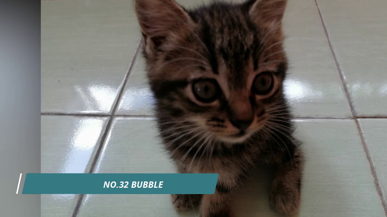 KUCING KESAYANGAN BONDA - PART 3 - YouTube