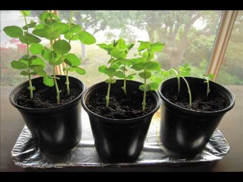 28 Day Plant Stop Motion - Challenging! - YouTube