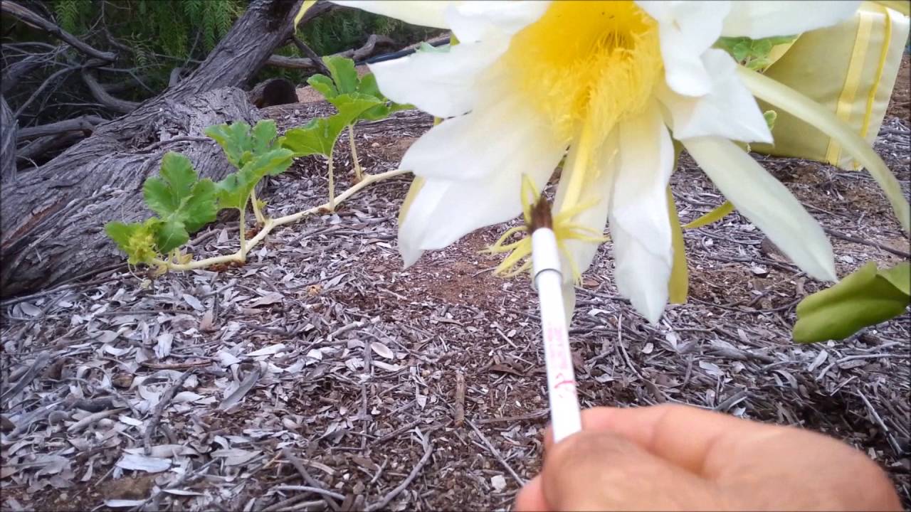 Pollinating dragon fruit - YouTube