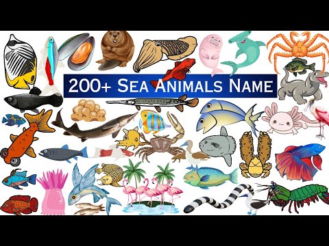 List of 200+ Sea Animals - Sea animals for kids / Learn aquatic animals ...