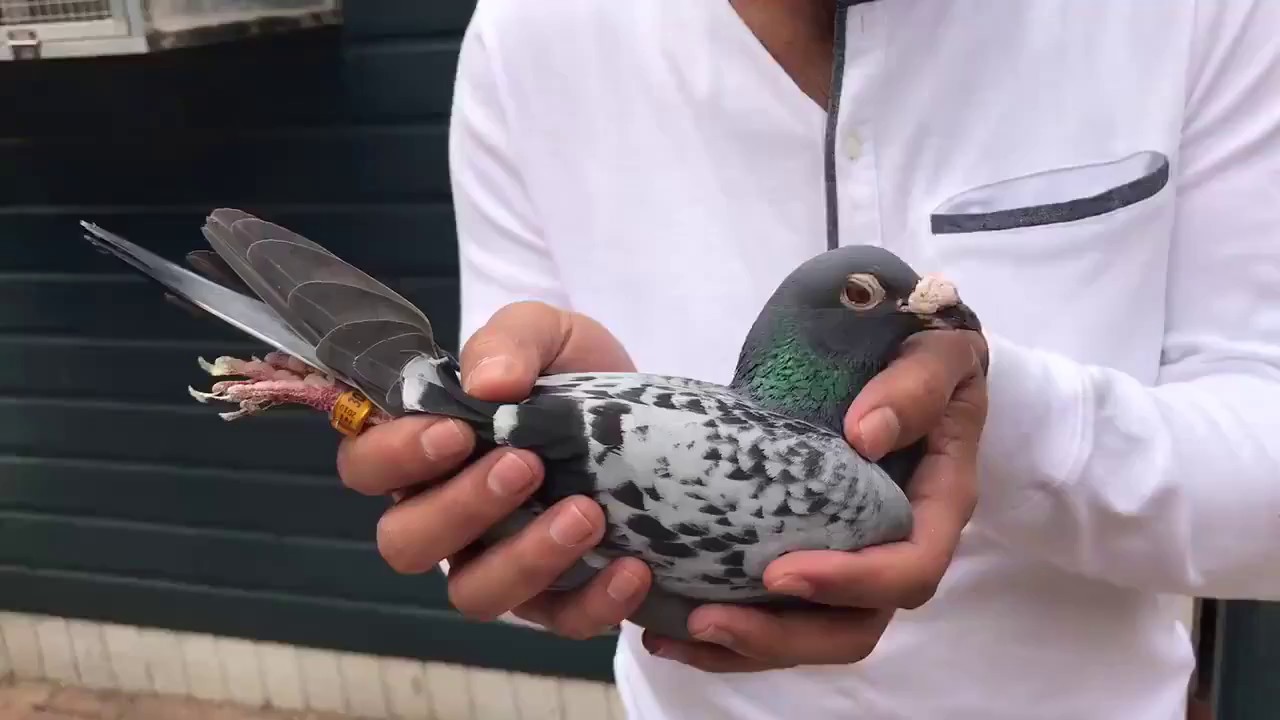 Pombo vencedor da prova internacional de Barcelona 2017 - YouTube