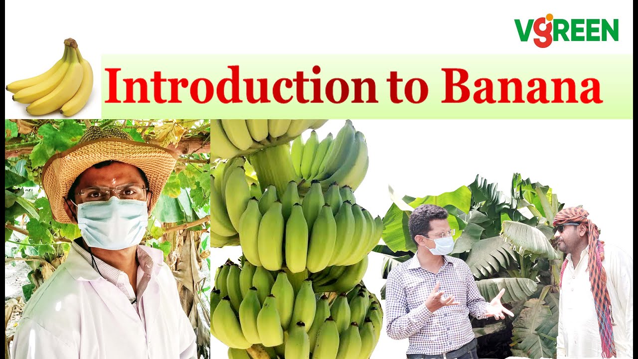 Introduction to Bananas (Agriculture of Sindh, Pakistan) - YouTube