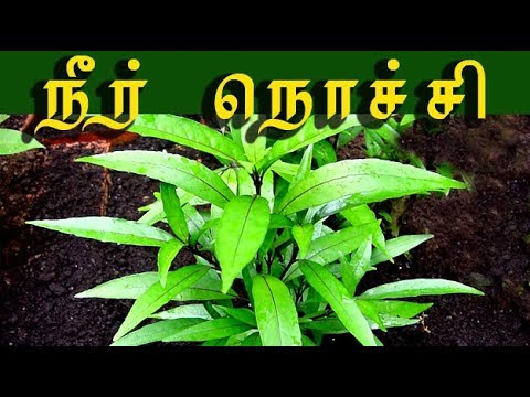 justicia gendarussa / நீர் நொச்சியின் வைத்திய முறைகள் /neer nochi ...