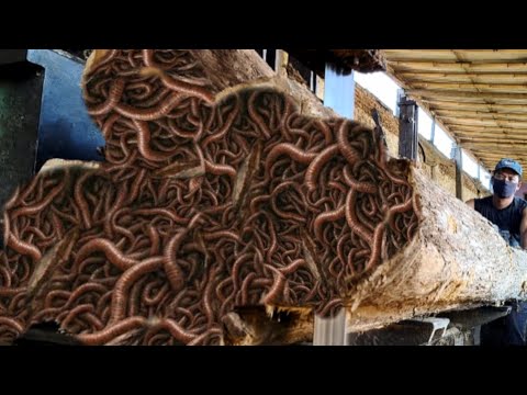 Here's Why This Wood Sold for 1 Billion Rupiah at the Sawmill
