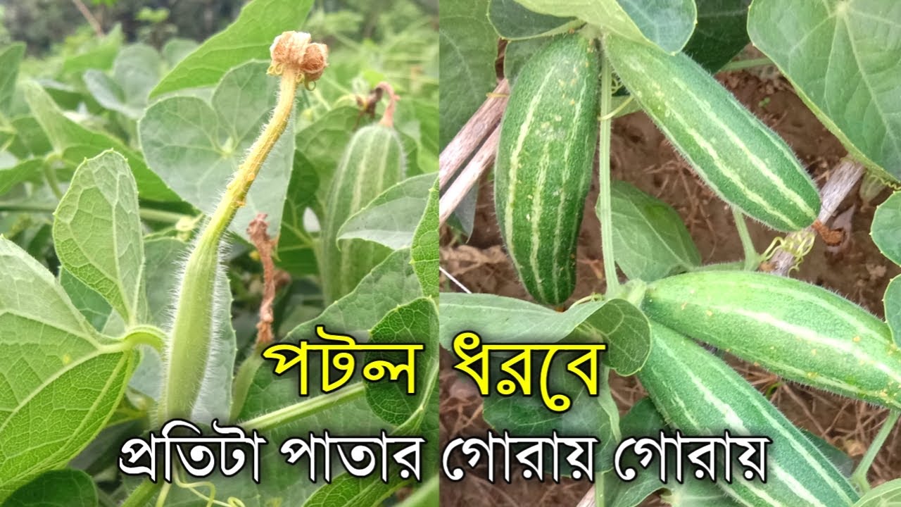 একটু বেশি পরিচর্যায় পটল ধরবে দ্বিগুন | উন্নত জাতের হাইব্রিড পটল চাষ ...