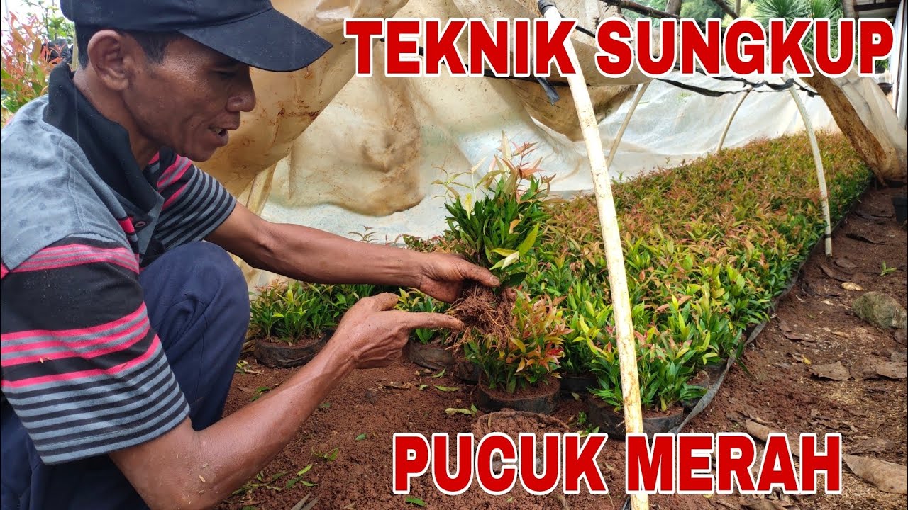 CARA PERBANYAK/ STEK SUNGKUP TANAMAN HIAS PUCUK MERAH DAUNNYA TIDAK ...