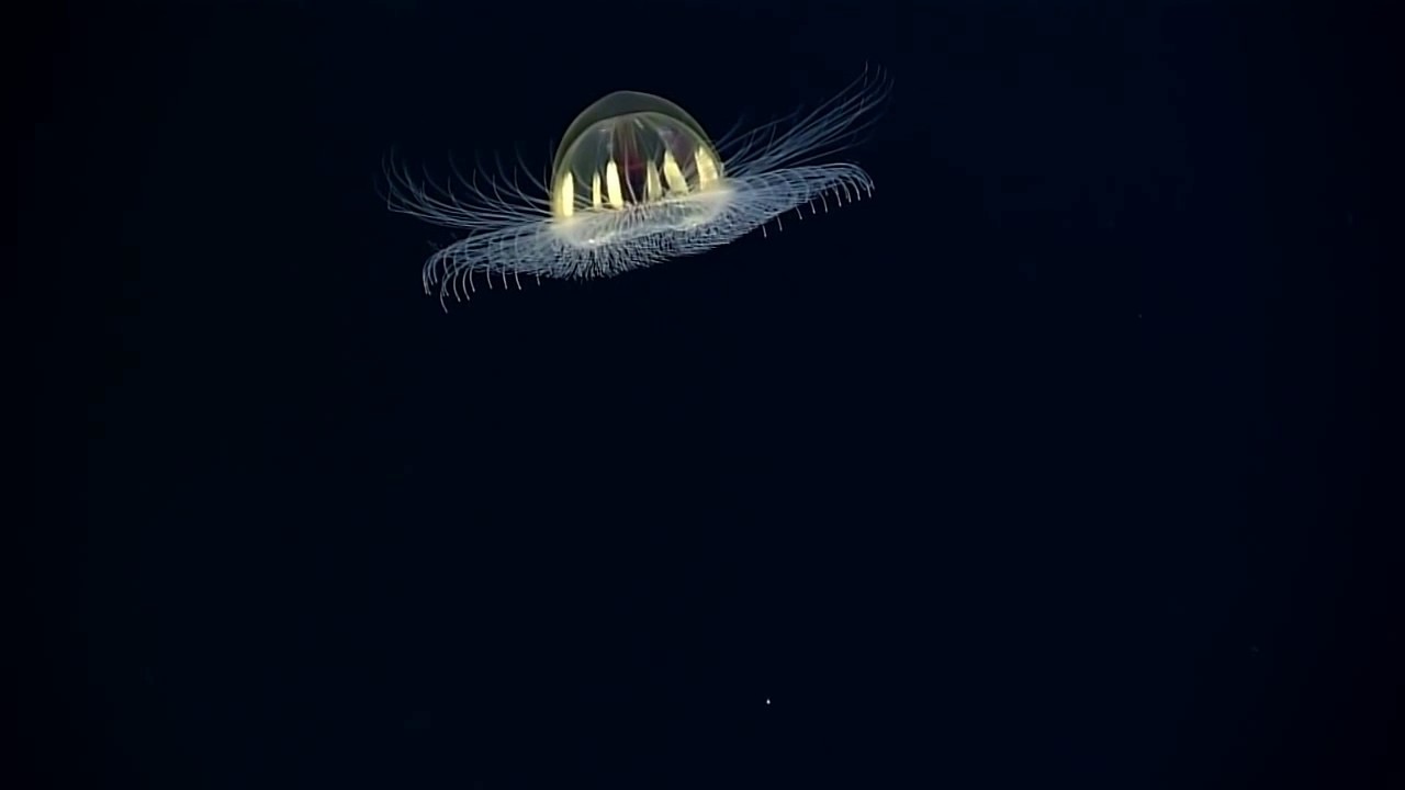 Spectacular UFO-like Jellyfish - YouTube