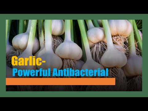 Garlic- Powerful Antibacterial and Antiviral Ability - YouTube