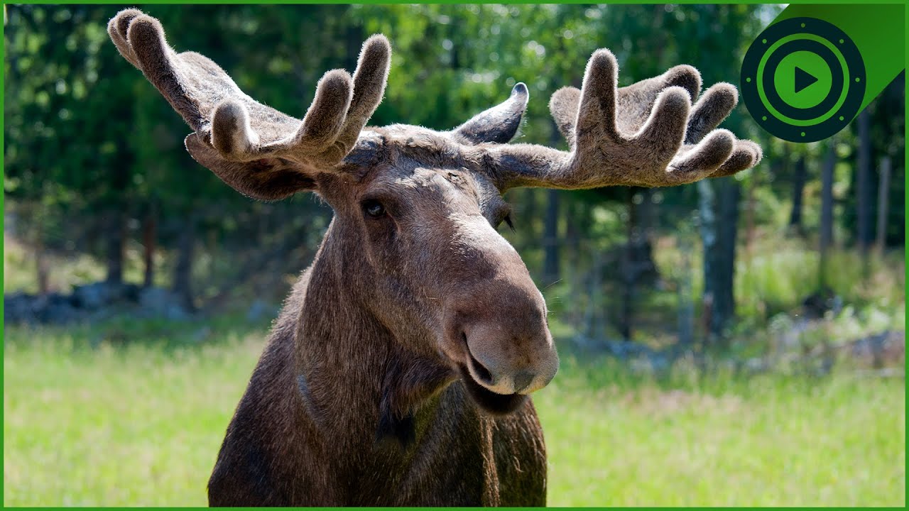 Are Moose Prehistoric Animals