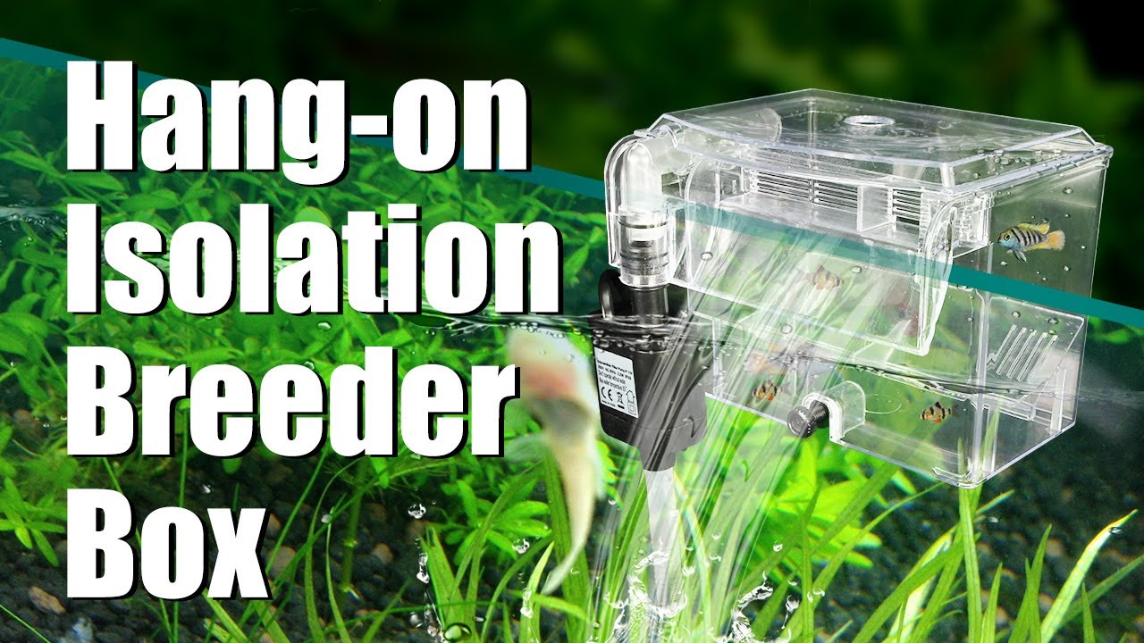 Aquarium Hang-on Isolation Breeder Box with Water Pump - from senzeal ...