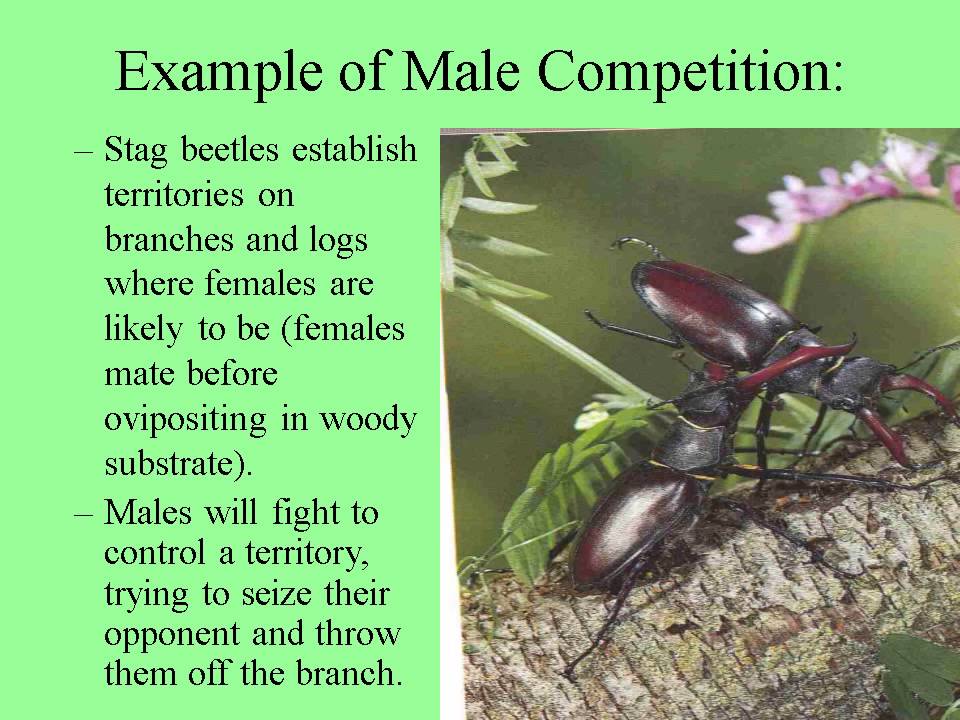 Mating Systems - YouTube