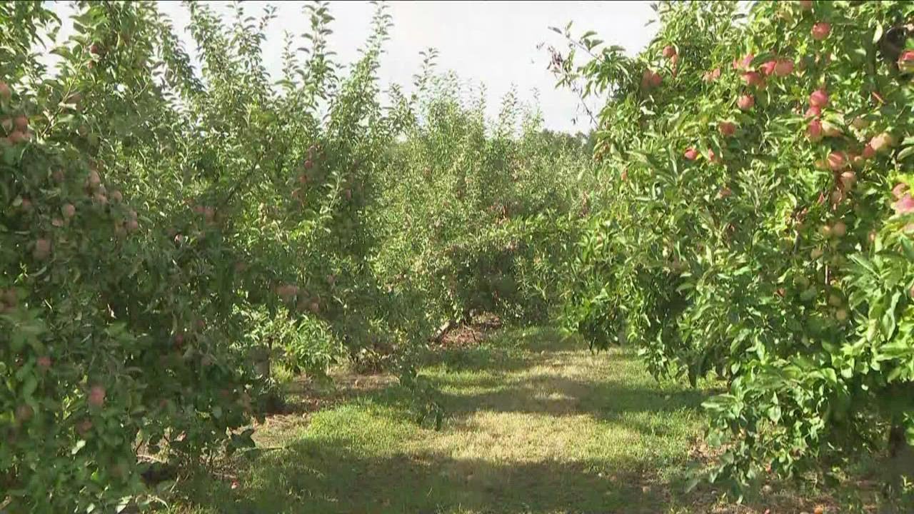 Local businesses concerned of drought effects on apple season - YouTube