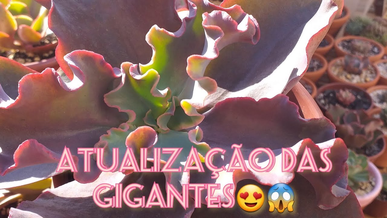 echeverias gibifloras/Atualização echeveria ruby lady ♥️ é muito mais ...
