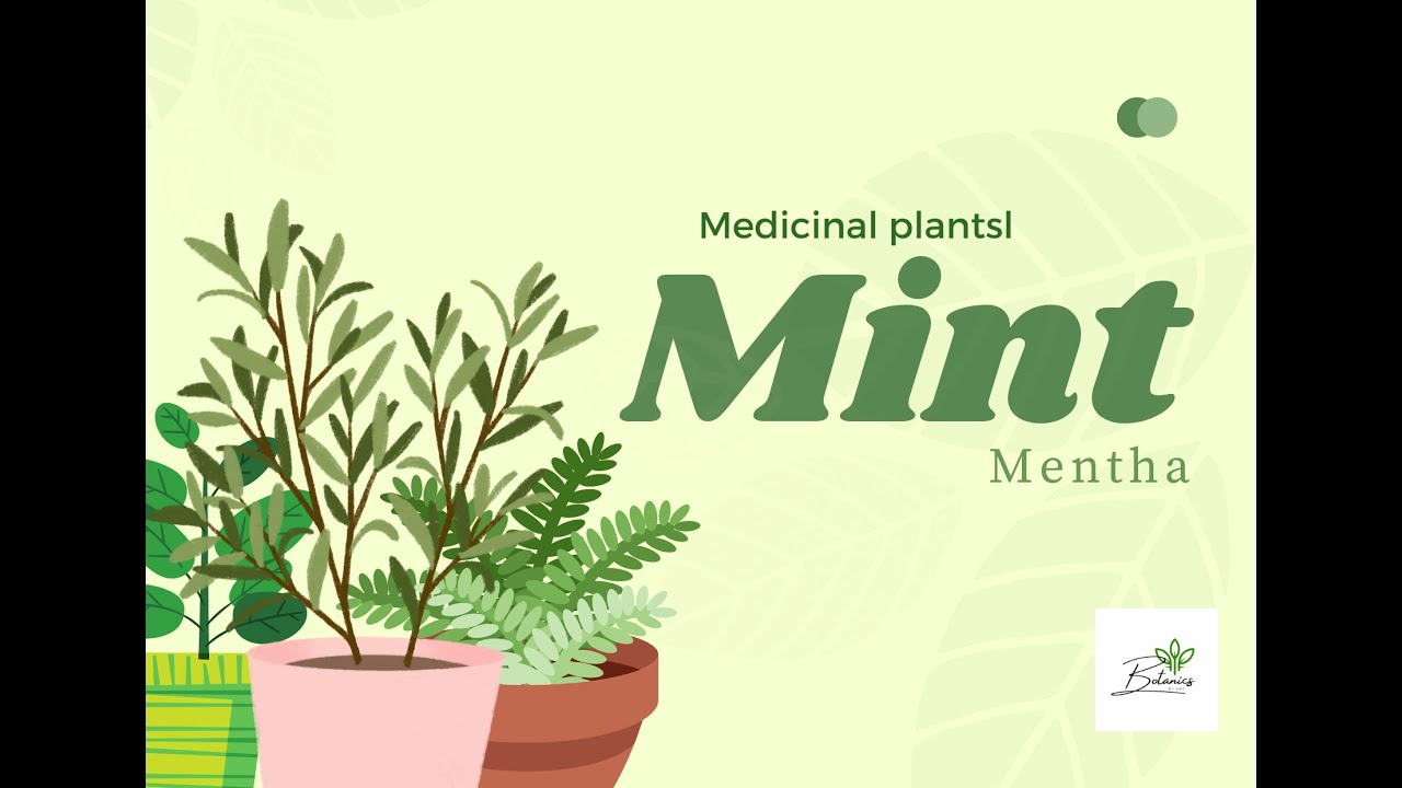 Mint! nature’s cool and invigorating marvel! - YouTube