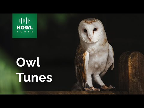 The Hoot of the Night: An Owl Sound Compilation - YouTube