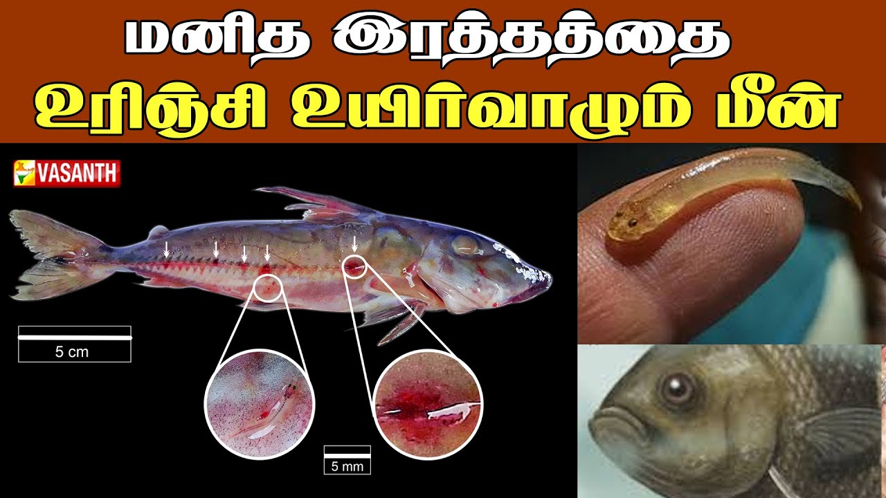 மனித இரத்தத்தை உரிஞ்சி உயிர்வாழும் மீன் | candiru fish | Therinthu ...