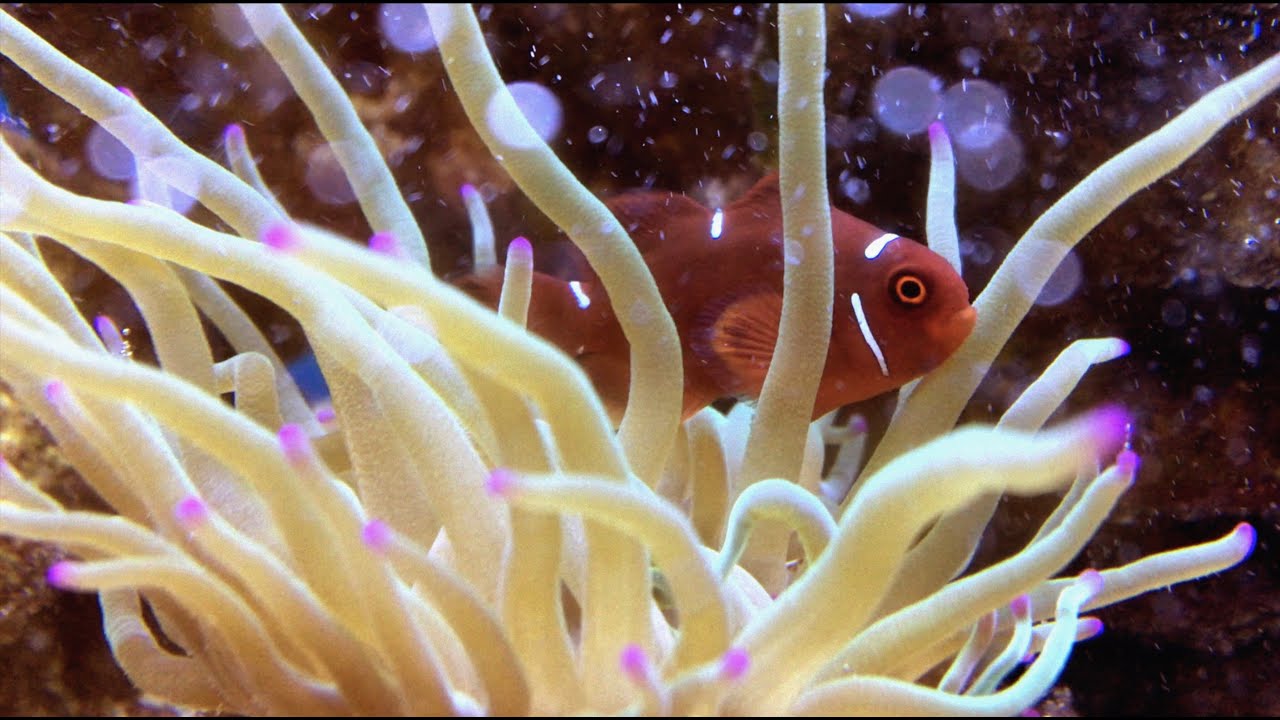 The Realm Of The Sea - YouTube