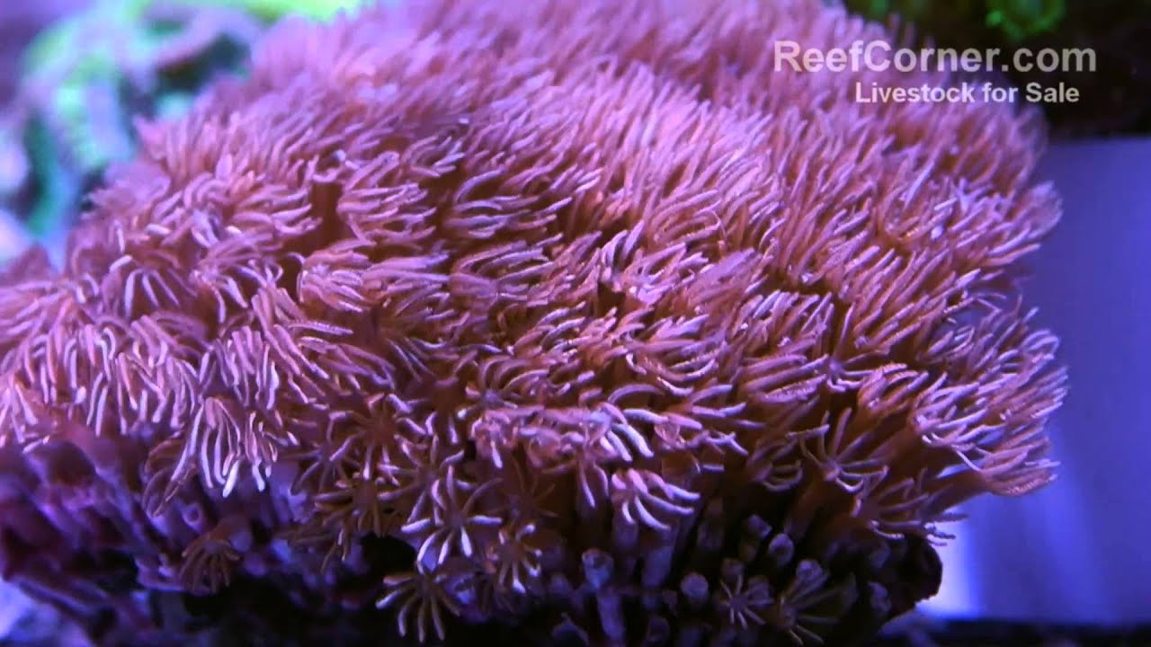 Pipe Organ Coral - YouTube