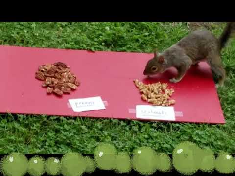 Squirrels Favorite Nut - Was Mark Rober Right? - YouTube