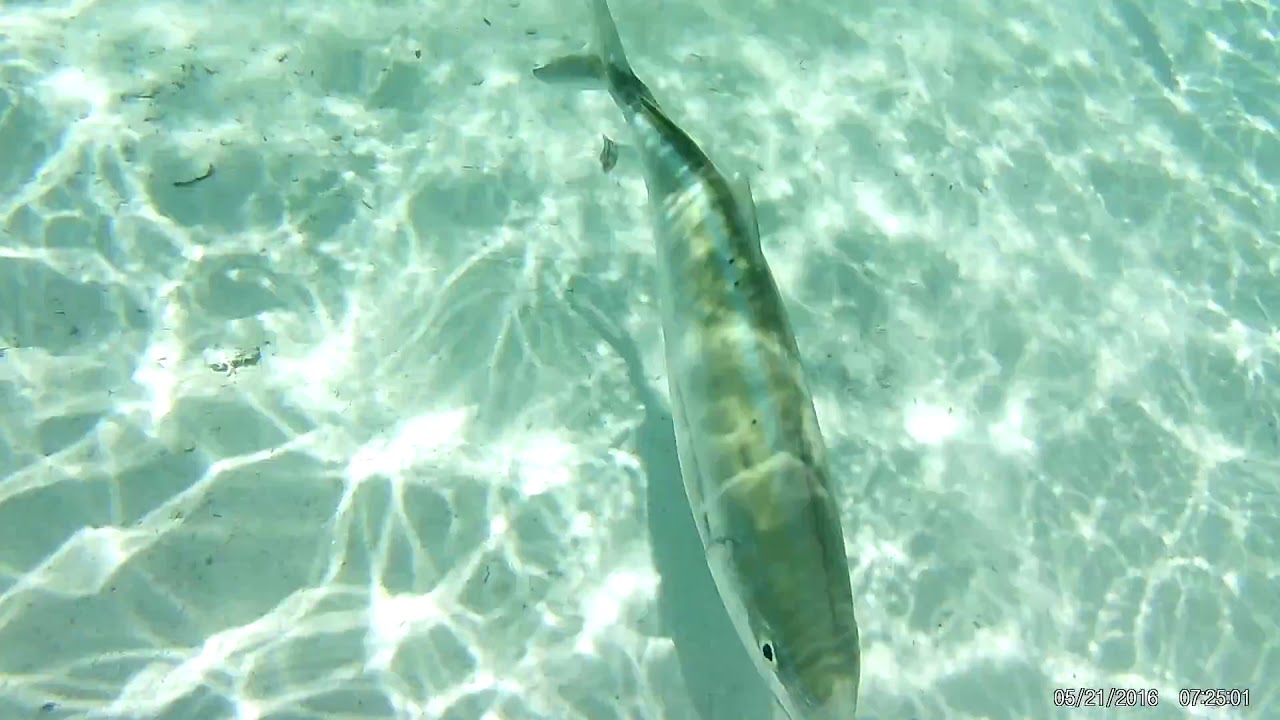 At little farmer's cay exuma bahamas - YouTube