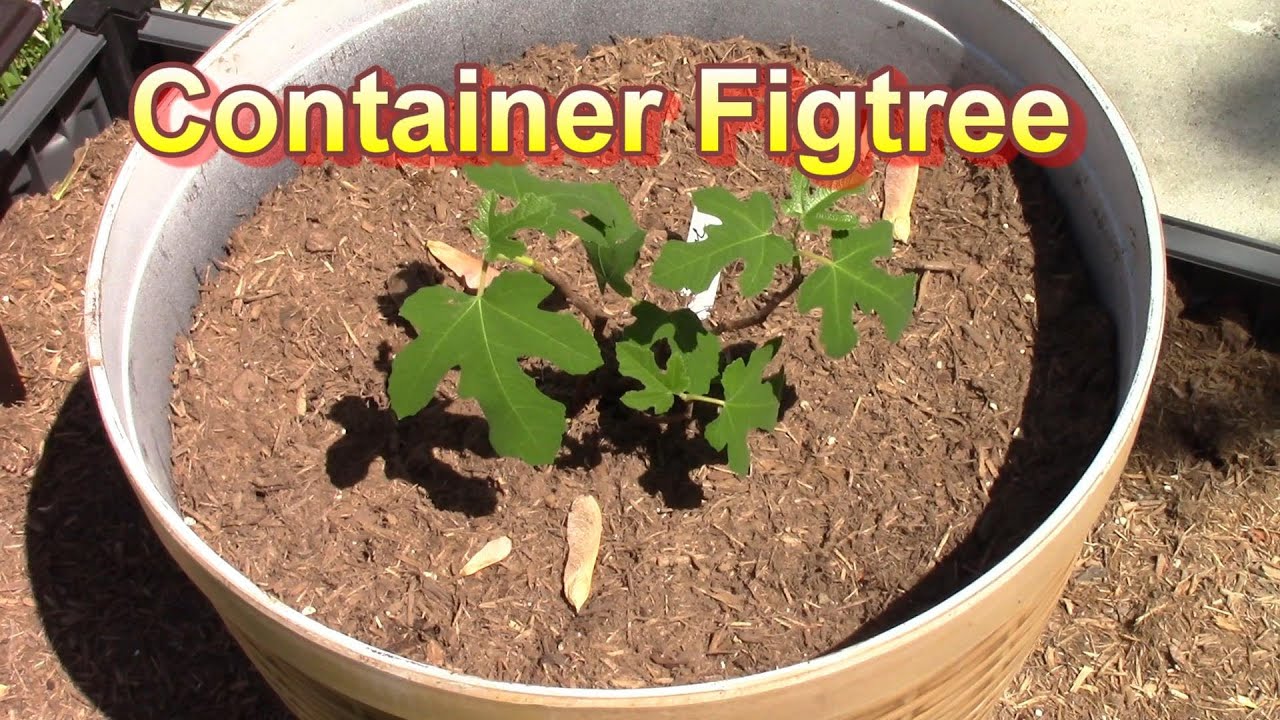 How to Grow Figs in Containers at Home--Beginner Veggie/Fruit Container ...