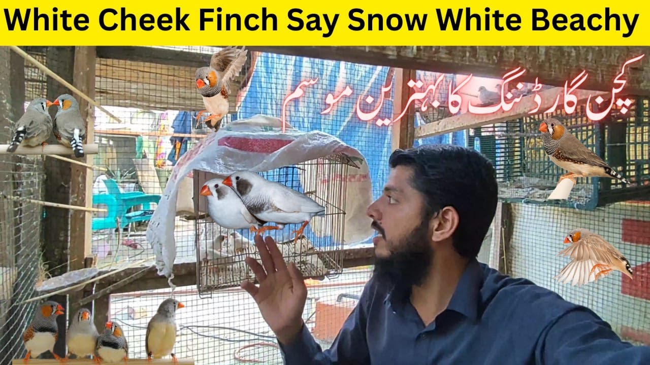 White Cheek Finch Ne Nikaly Snow White Bachy | Start Kitchen Gardening ...