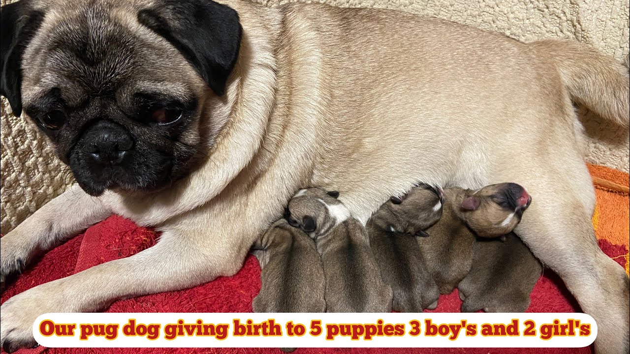 Our pug dog giving birth to 5 puppies 3 boy's and 2 girl's (Part 2 ...