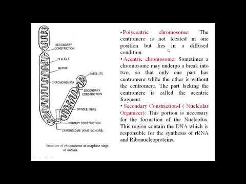 Ultrastructure of chromosome - YouTube