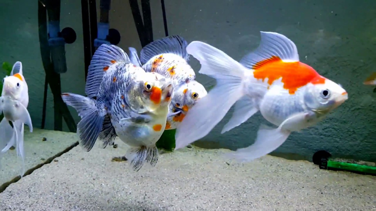 Two Huge Ryukin Update after one year - YouTube