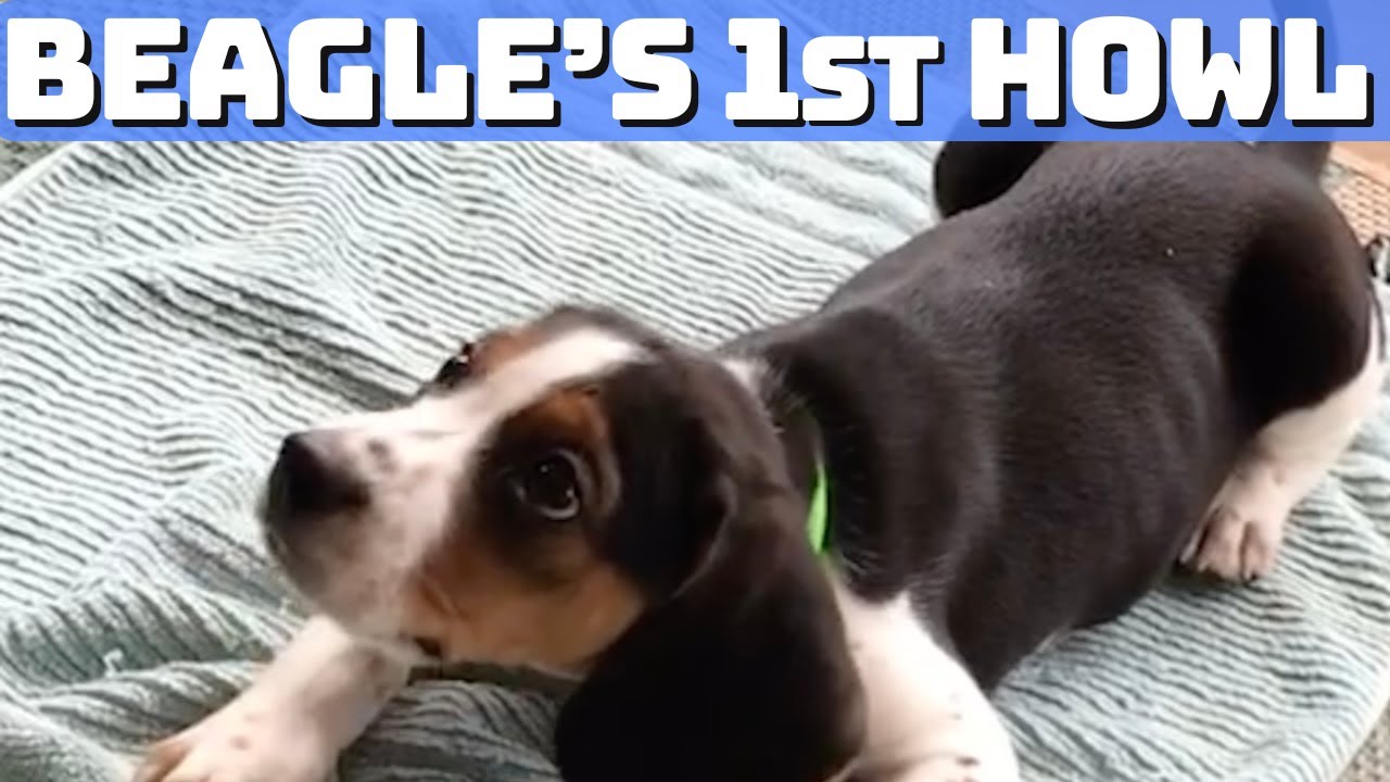 Adorable Beagle Puppy's First Epic Howling Moment! - YouTube