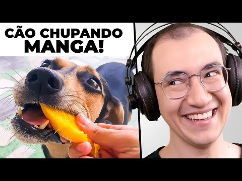 MEMES que definem a palavra MEMES I Falaidearo