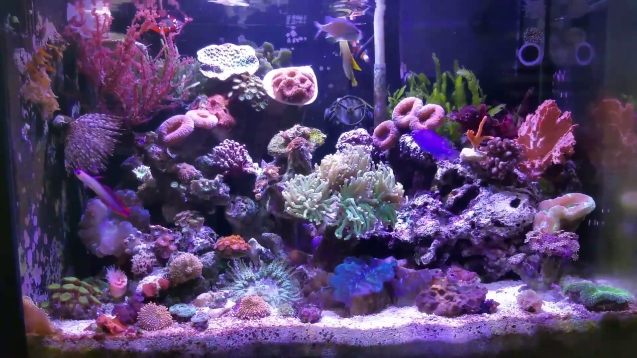 Low cost 2ft mix reef tank phase 2 - YouTube