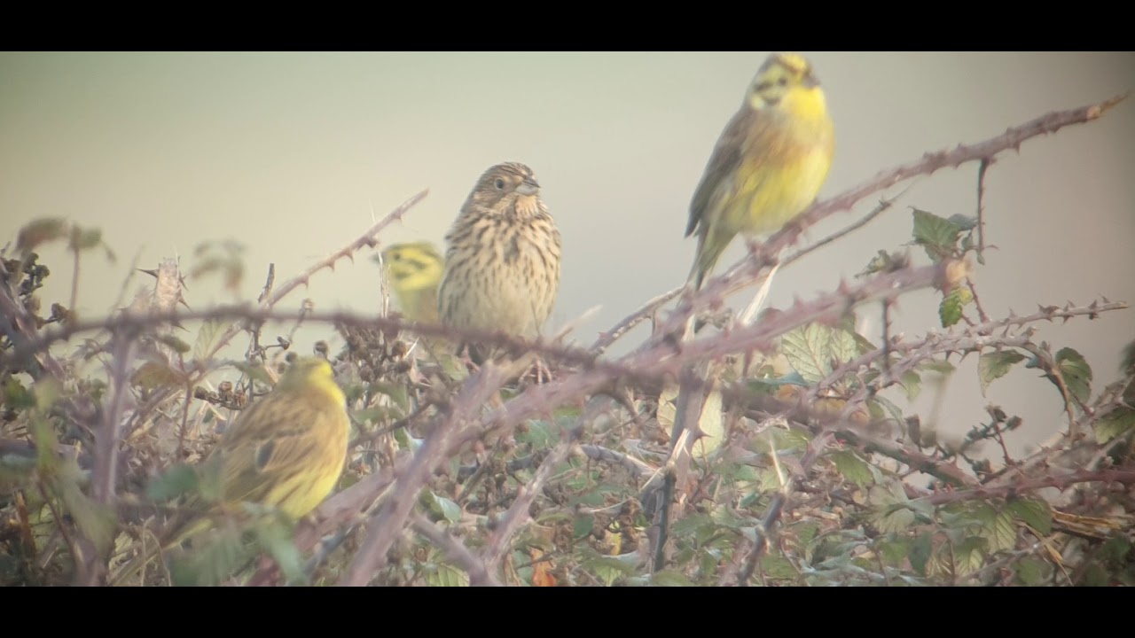Corn Bunting with Yellowhammer on a misty morning - Woodrow, Worcs Dec ...