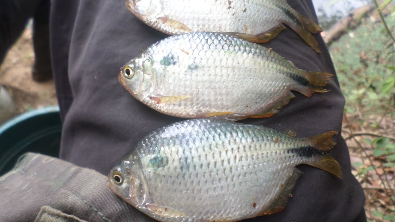 lambari só os grande acompanha aí mais uma pescaria - YouTube