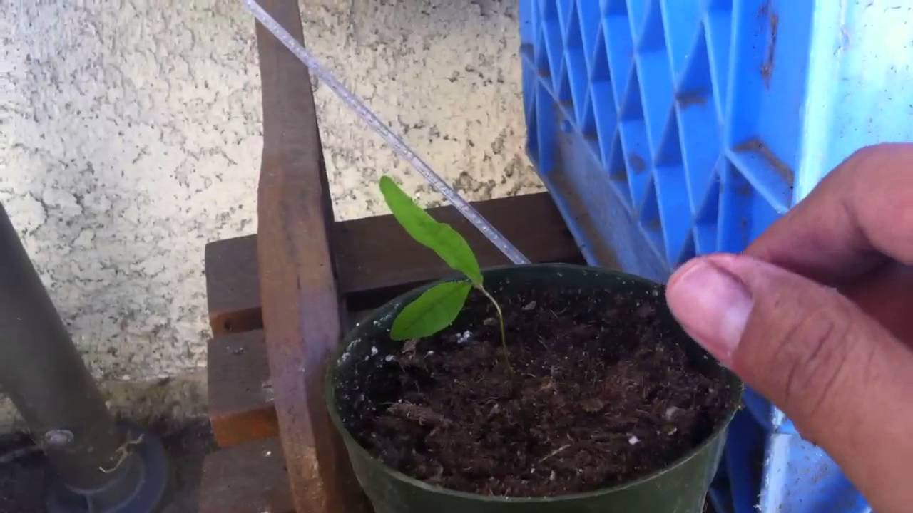 Miracle fruit seedling - YouTube