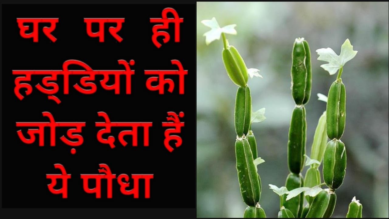 Health Tips | Benefit of Hadjod Plant | घर पर ही हड‍्डियों को जोड़ देता ...