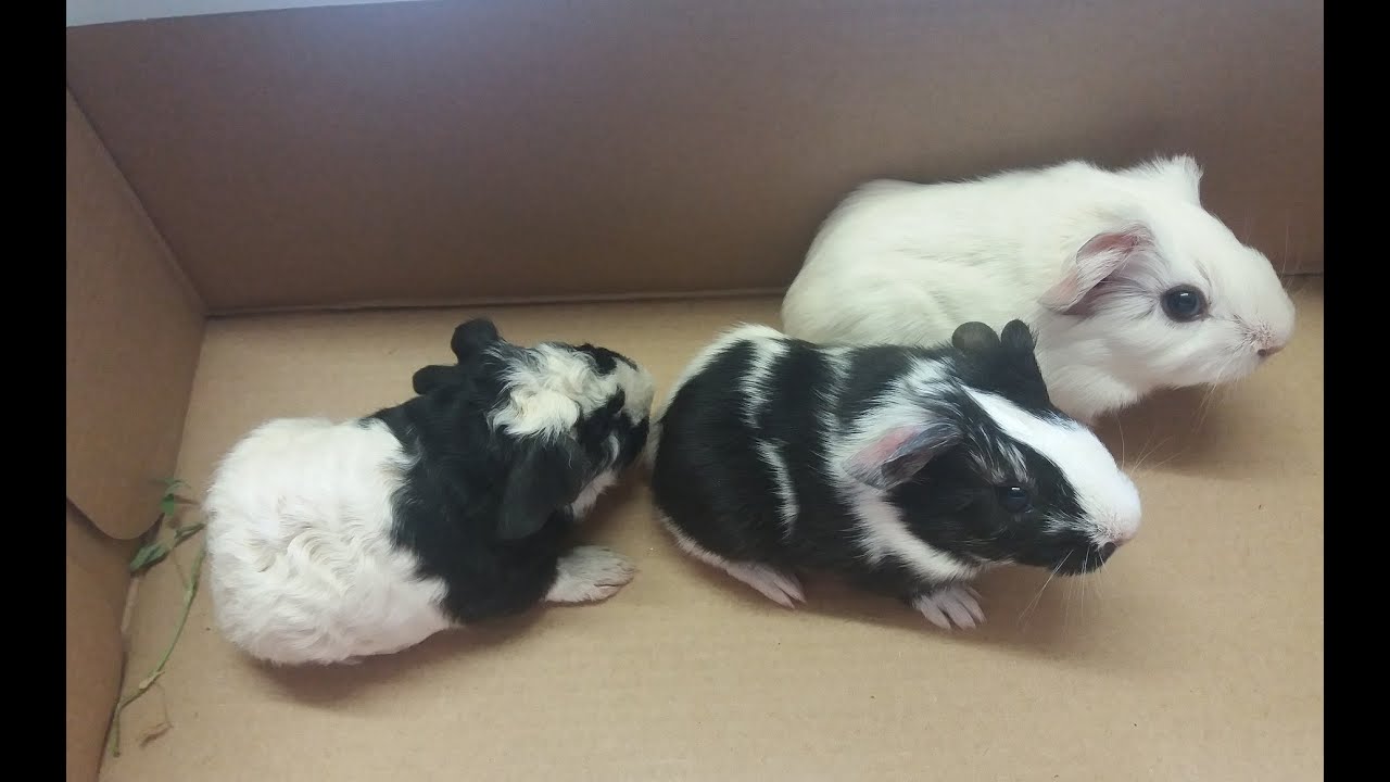 Jednodenní miminka cuy morčat (cuy criollo,) vážení a rozeznávání ...