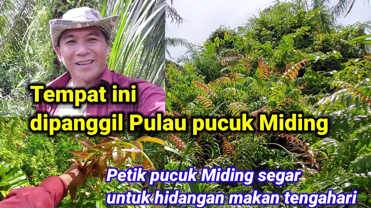 Cari sayur Midin - YouTube