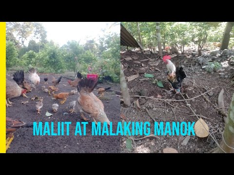 maliit at malaking native chicken 🐔🐔🐔 - YouTube