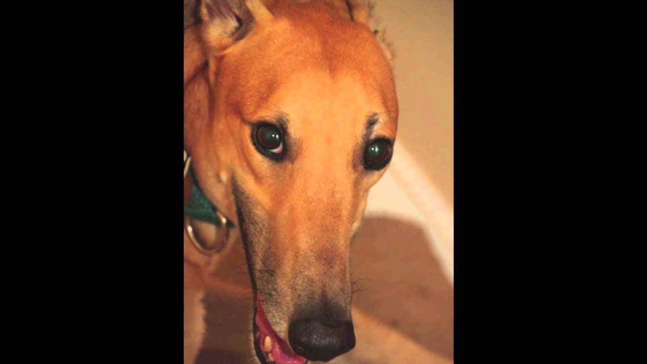 A Love Story: Our Foster Greyhounds 2013 - Greyhound Friends of NJ ...