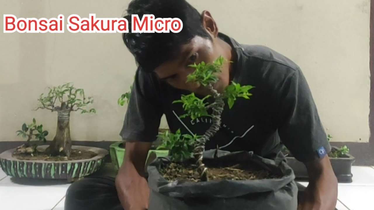 SAKURA MIKRO PROGRAM BONSAI INFORMAL CASCADE UKURAN MAME - YouTube