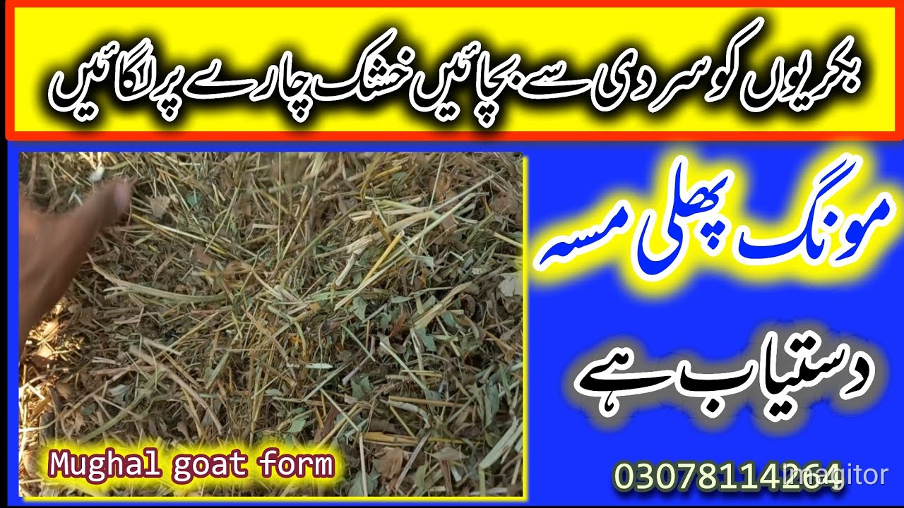 mungphali ka bhosa !مونگ پھلی کامسہ دستیاب ! Best dry feed for goats ! - YouTube