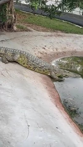 The crocodile is a running reptile - YouTube