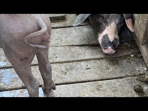 COMO FAZER A LEITOA ENTRA NO CIO  | morando na roça