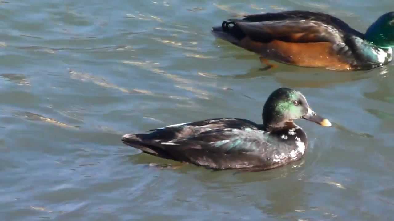 Hybrids the Mallard (Anas platyrhynchos) with Domesticated ducks - YouTube