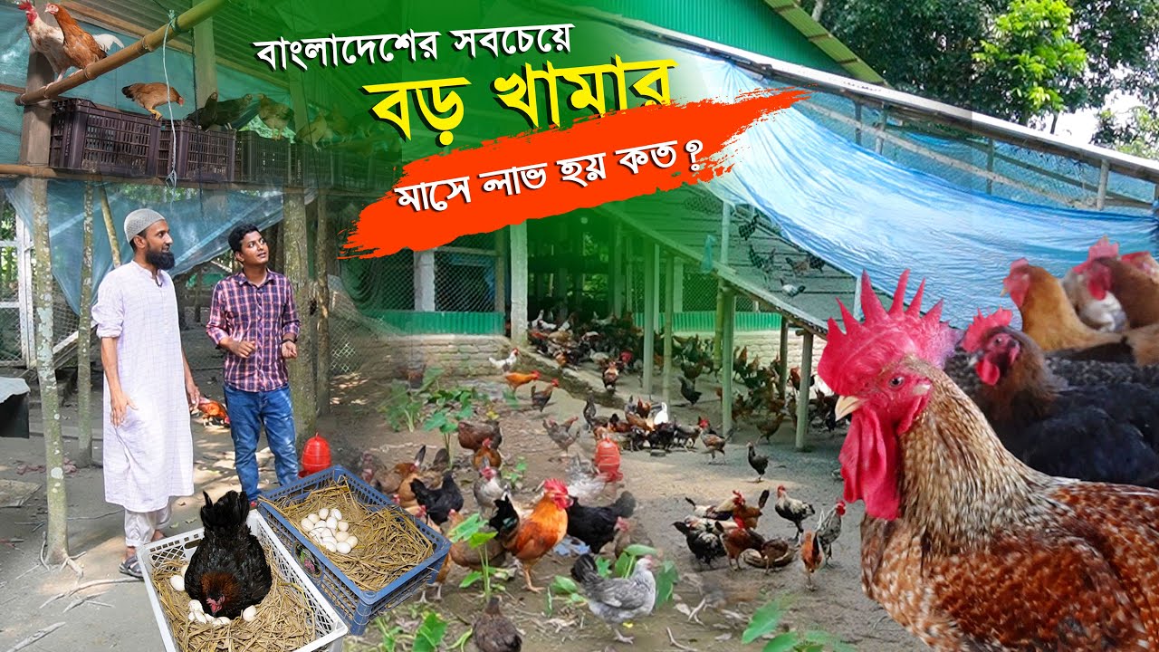 বাংলাদেশের সবচেয়ে বড় দেশি মুরগির খামার মাসে আয় করে কত ? - Desi murgi ...