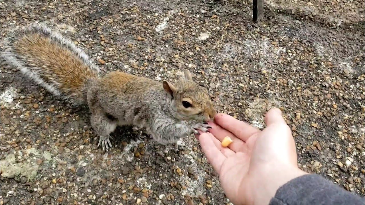 Cute squirrels love to touch humans - YouTube
